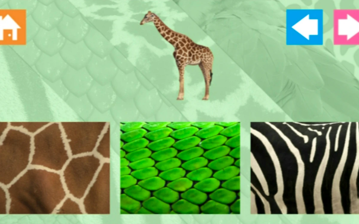 Animal Skins 🕹️ Play Now on GamePix